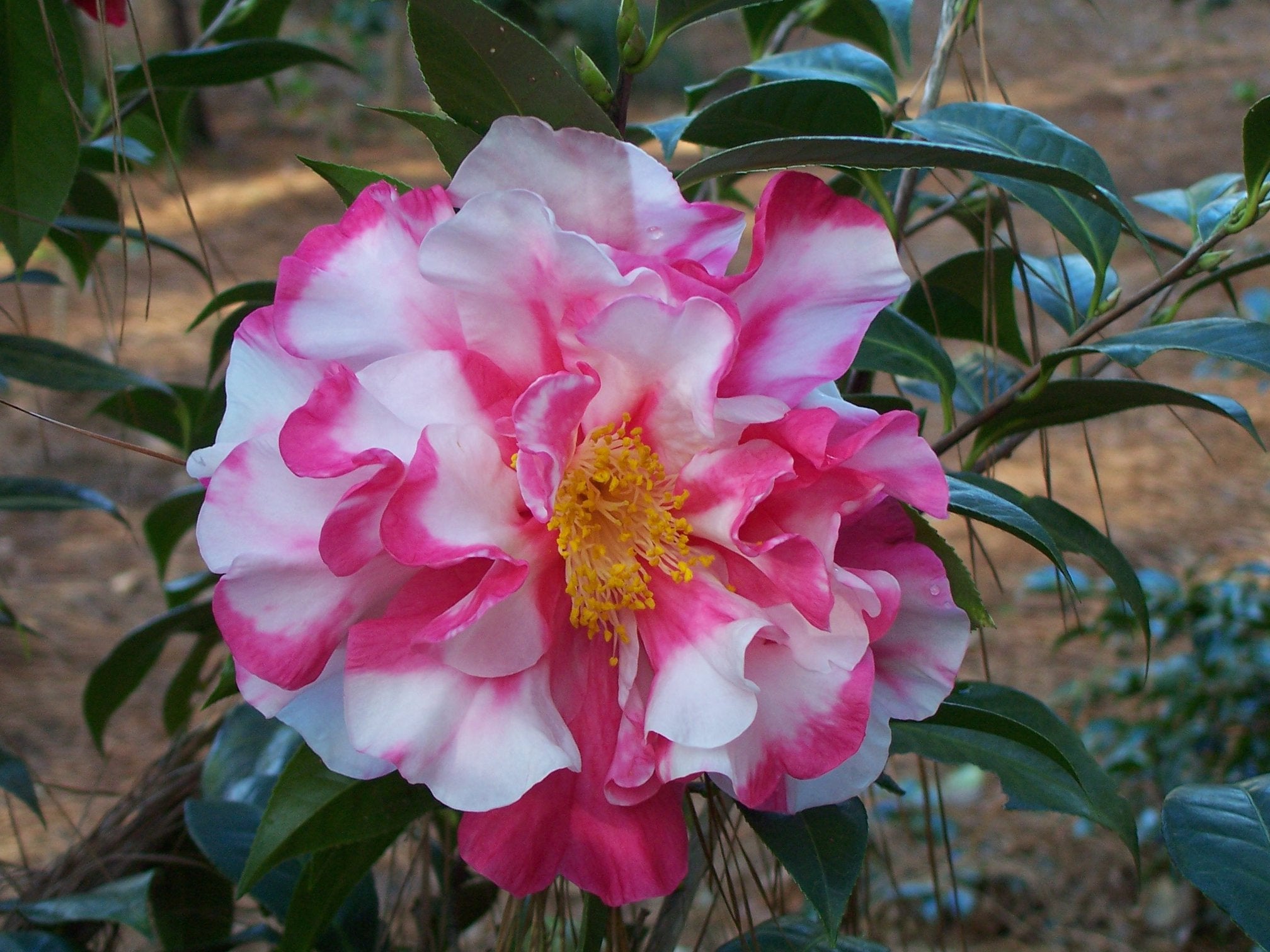 Frank Houser Variegated | LARRY BATES NURSERY